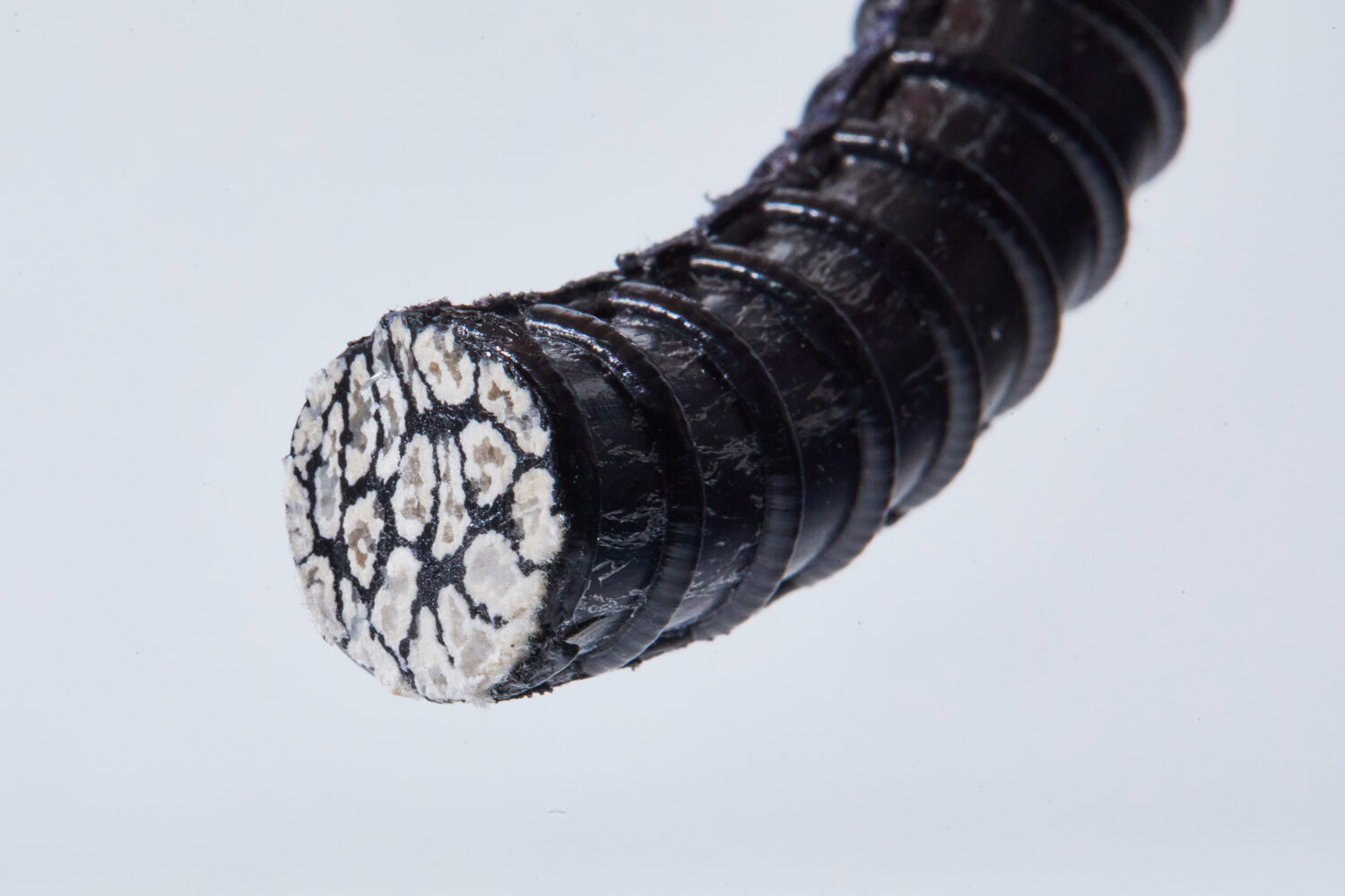 Top 5 Materials - April 2025 - Material ConneXion