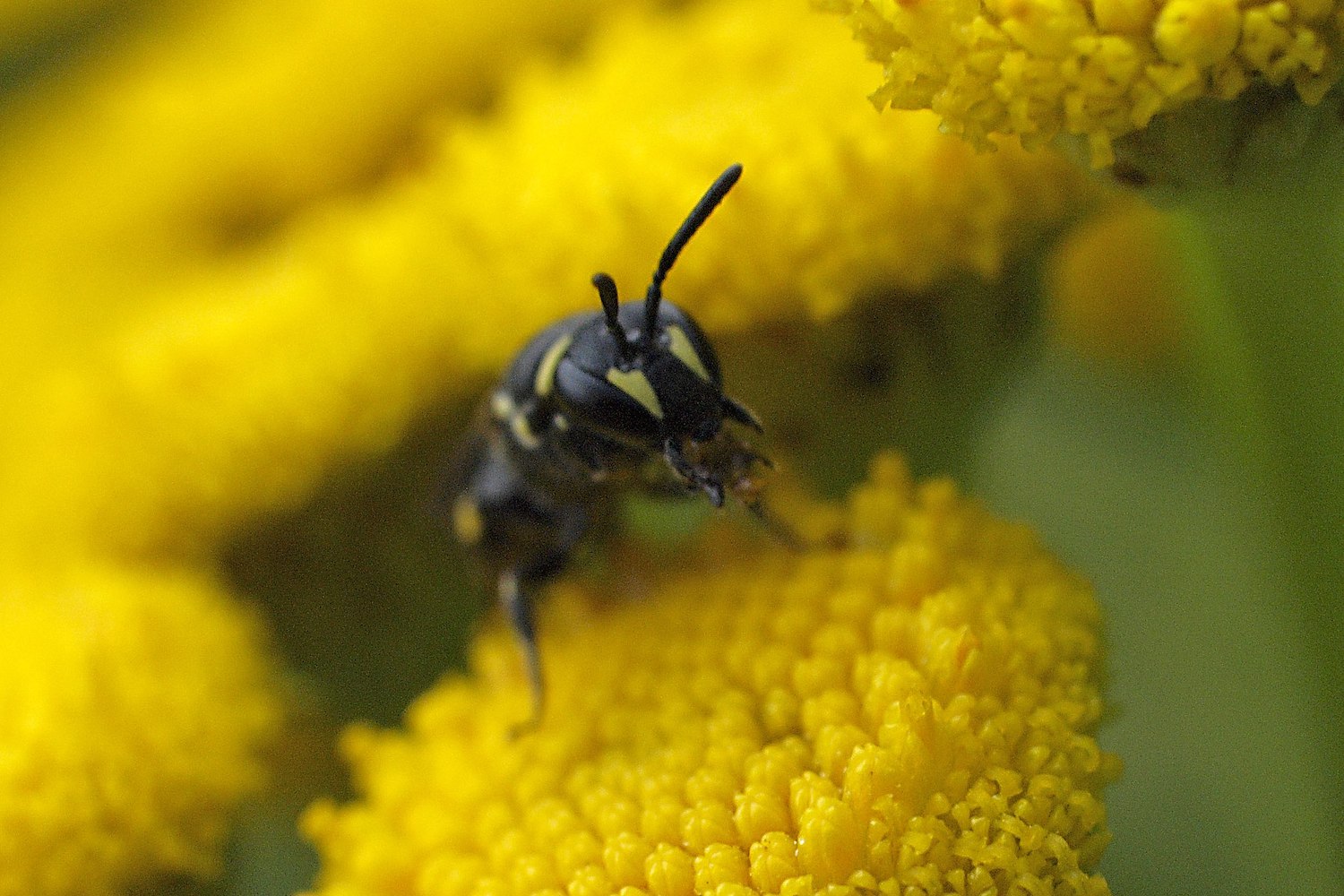 Material Profile: Humble Bee - Material ConneXion