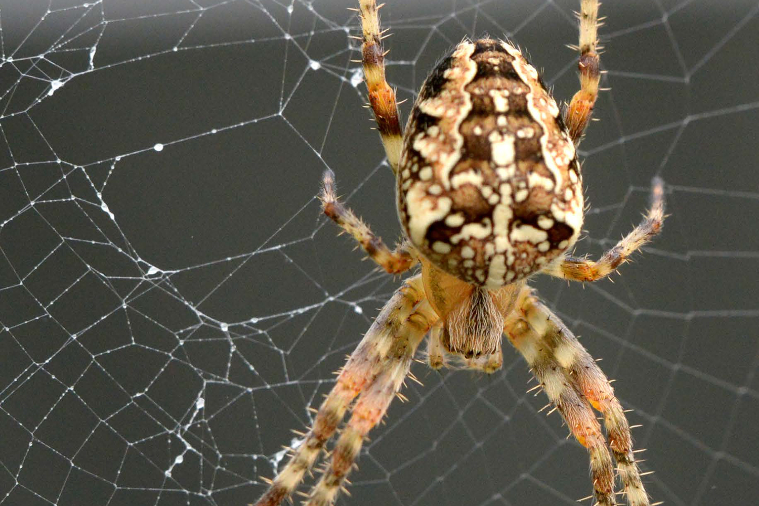 Materials Report: Synthetic Spider Silk - Material ConneXion