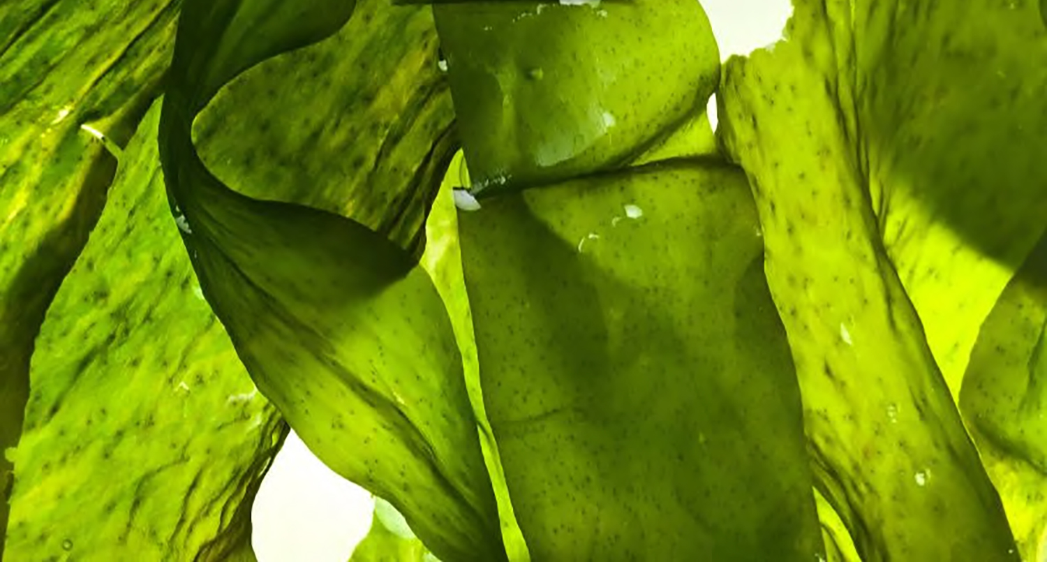 Algae: Fast-Growing and Versatile - Material ConneXion
